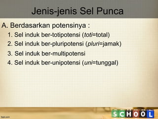 Kelompok 4b sel punca stem cell | PPT