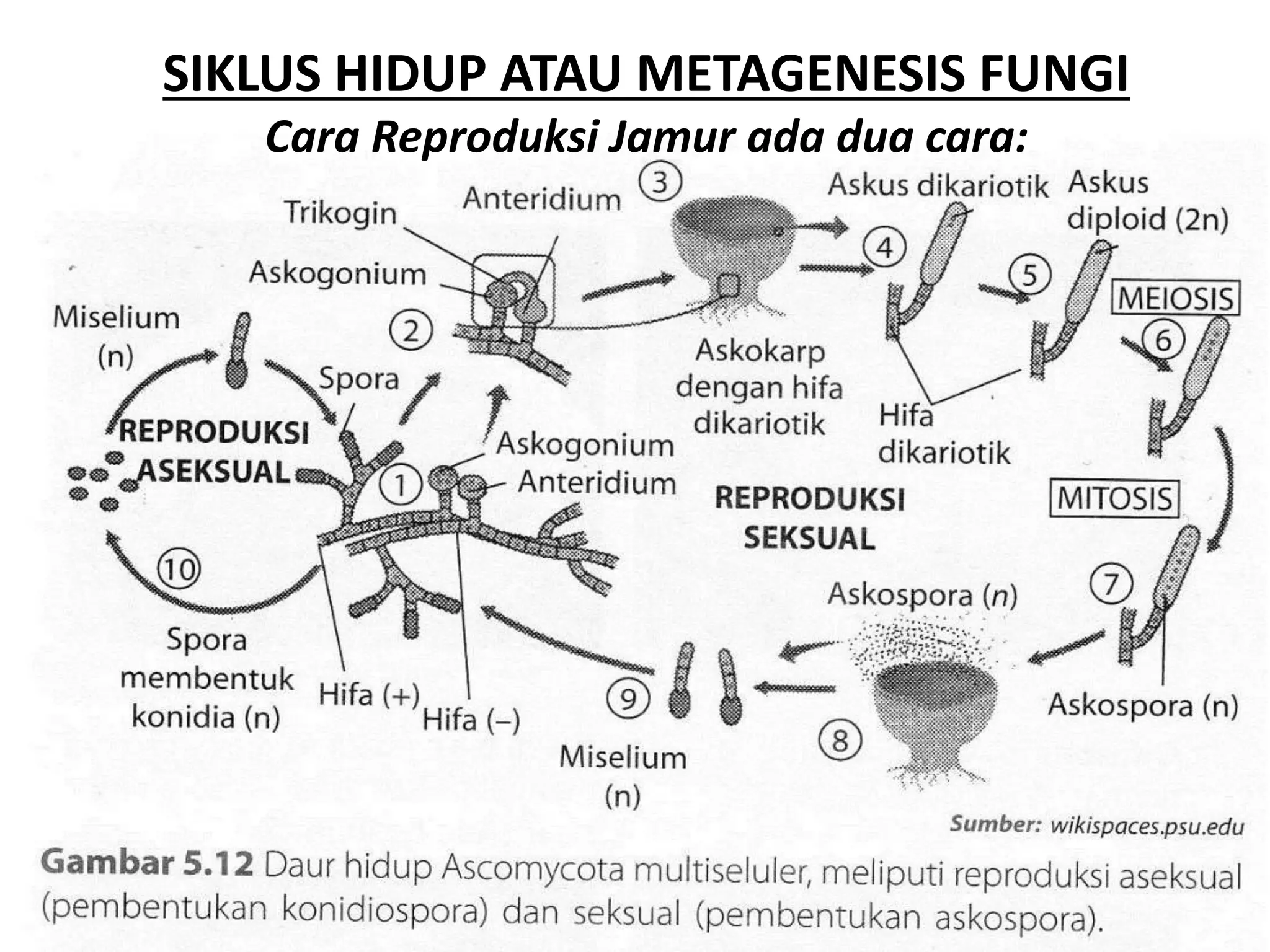 Botani Tumbuhan Rendah ( FUNGI_JAMUR) STIKIP Banjarmasin | PPTX