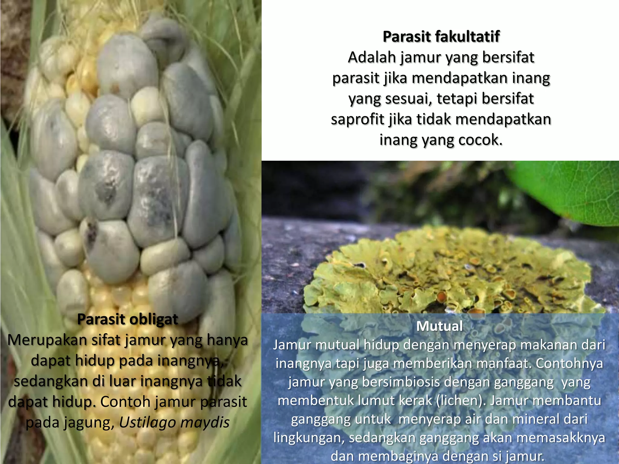 Botani Tumbuhan Rendah ( FUNGI_JAMUR) STIKIP Banjarmasin | PPTX