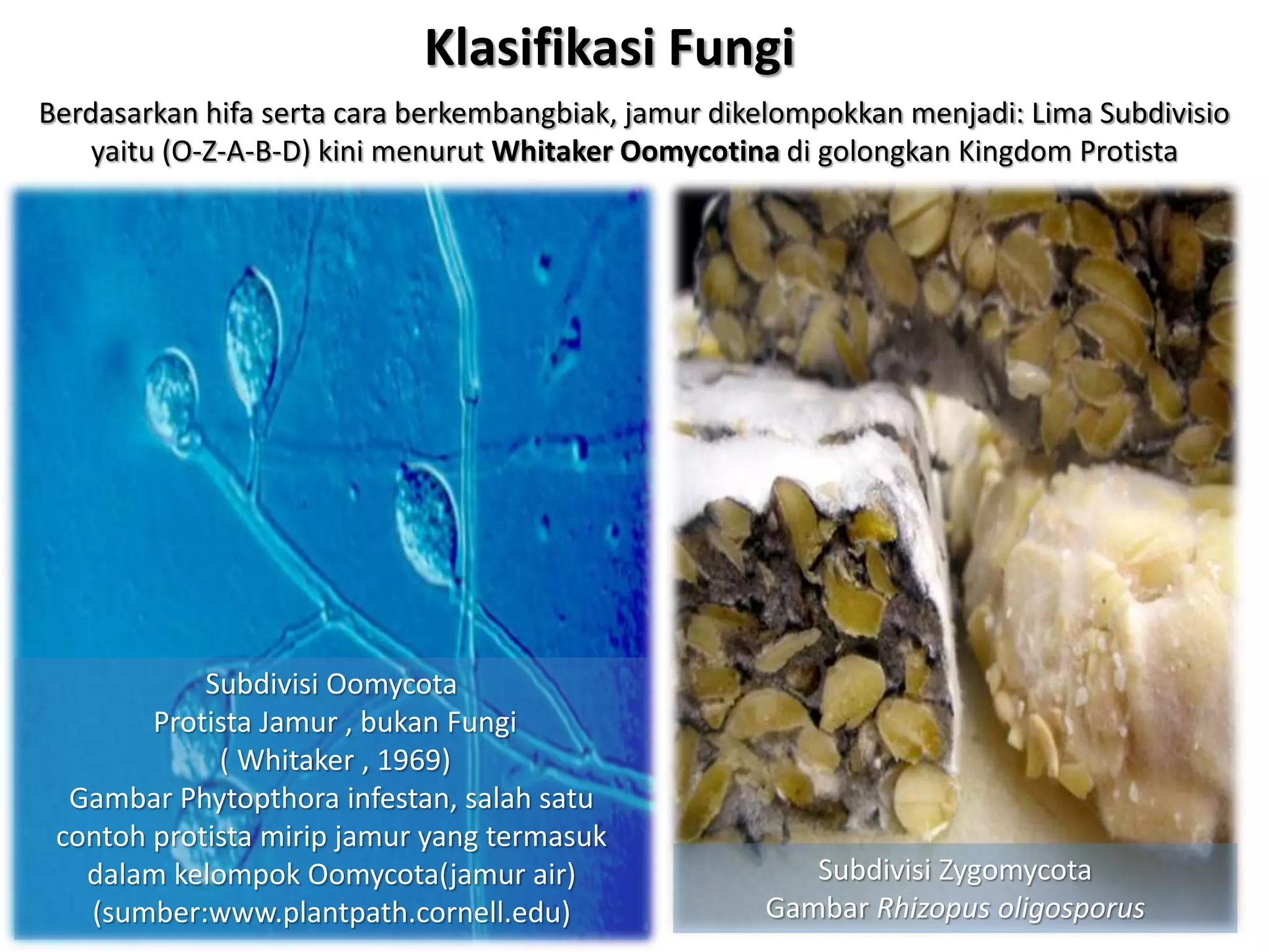 Botani Tumbuhan Rendah ( FUNGI_JAMUR) STIKIP Banjarmasin | PPTX