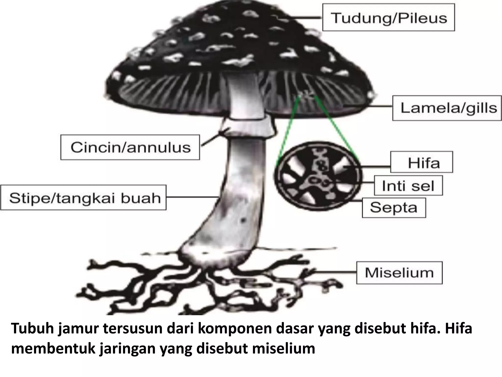 Botani Tumbuhan Rendah ( FUNGI_JAMUR) STIKIP Banjarmasin | PPTX