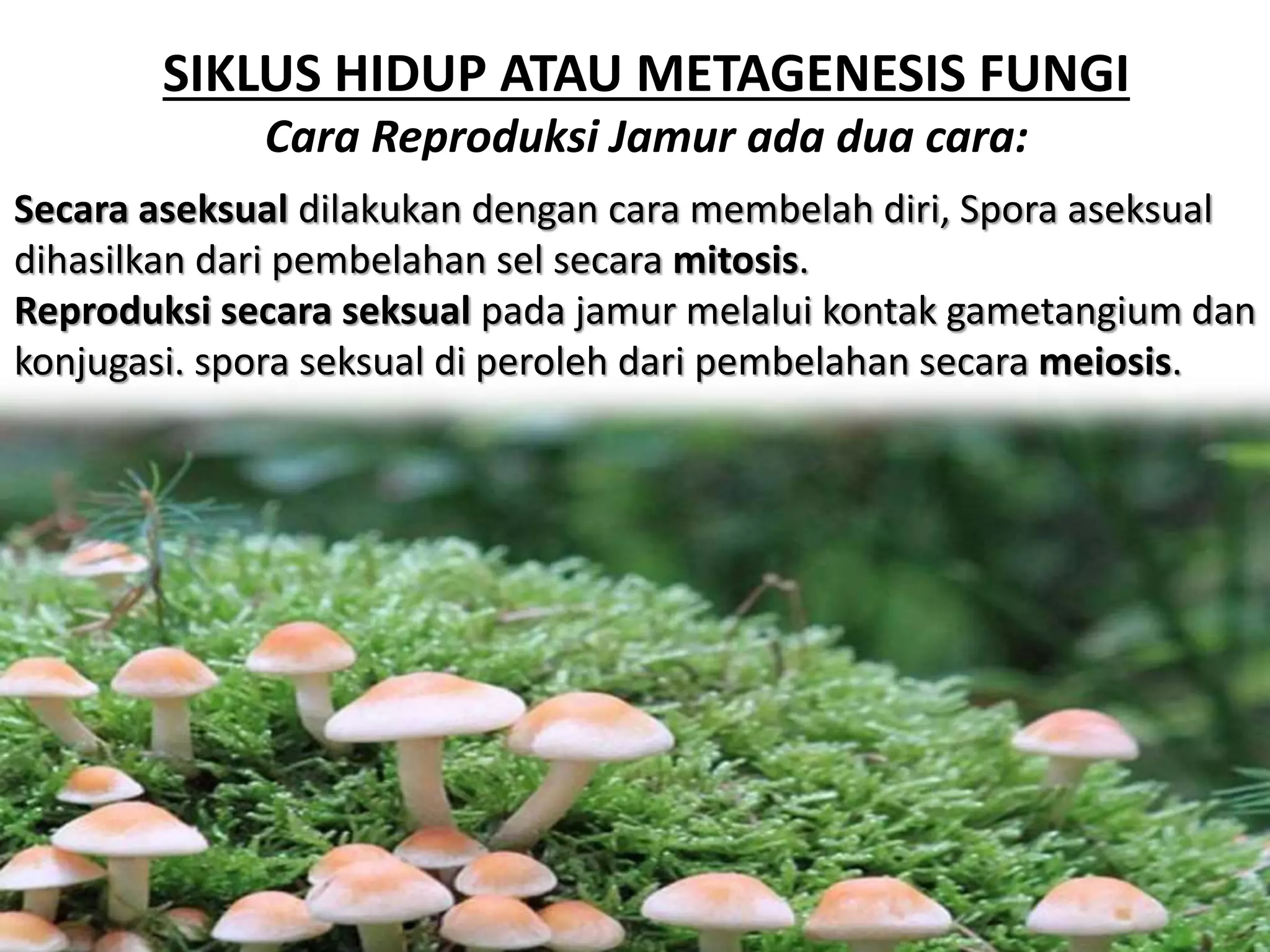Botani Tumbuhan Rendah ( FUNGI_JAMUR) STIKIP Banjarmasin | PPTX