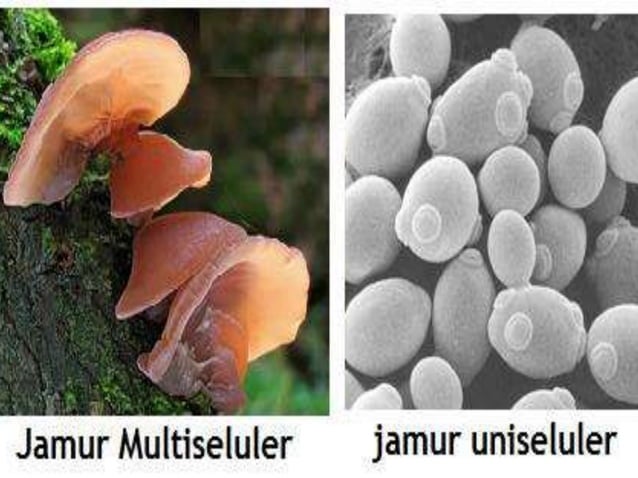 Botani Tumbuhan Rendah ( FUNGI_JAMUR) STIKIP Banjarmasin | PPTX