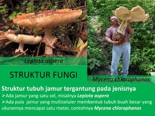 Botani Tumbuhan Rendah ( FUNGI_JAMUR) STIKIP Banjarmasin | PPTX