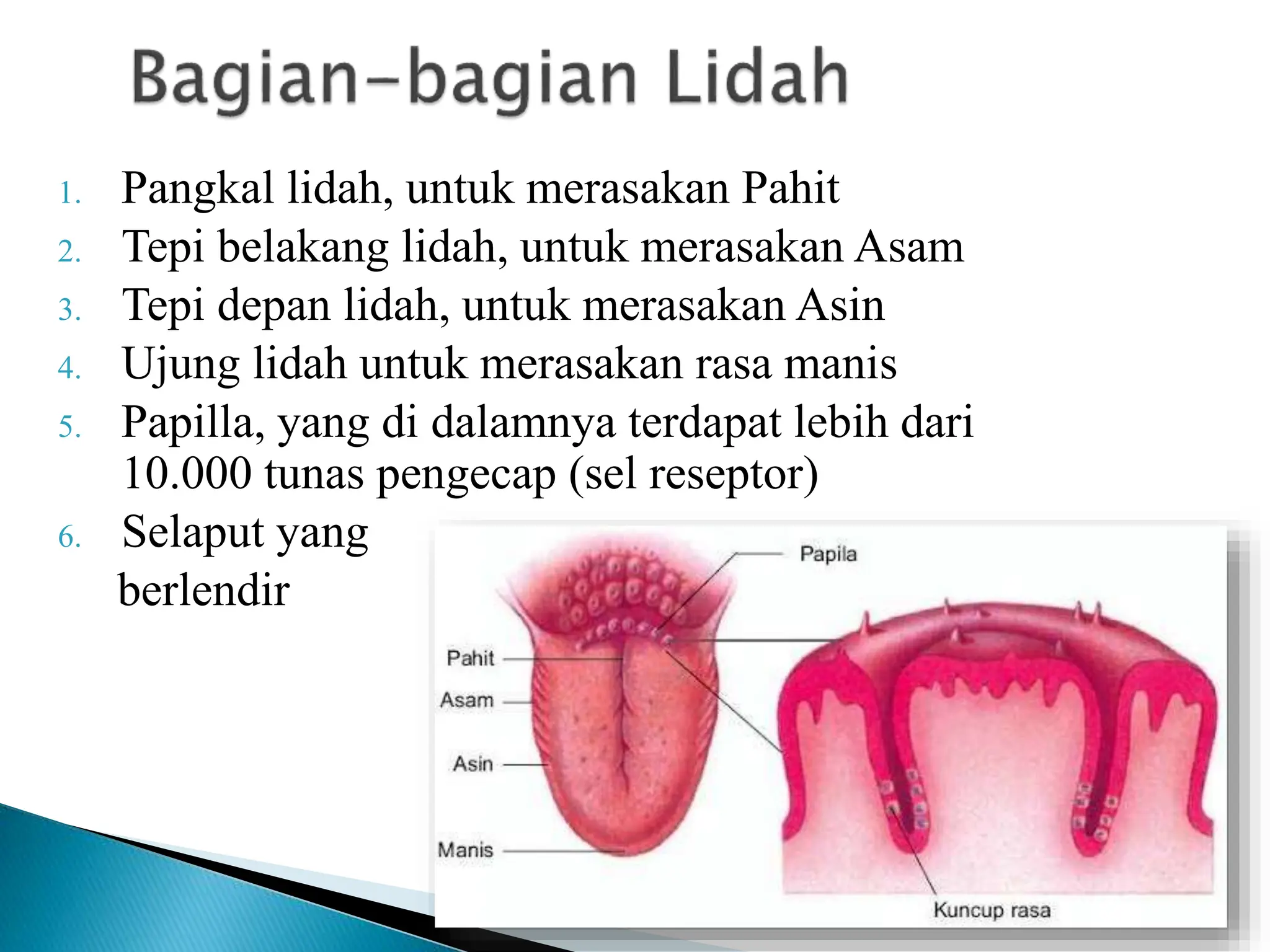 KELOMPOK 4 INDERA PENGECAP SISTEM PENCERNAAN MANUSIA | PPT