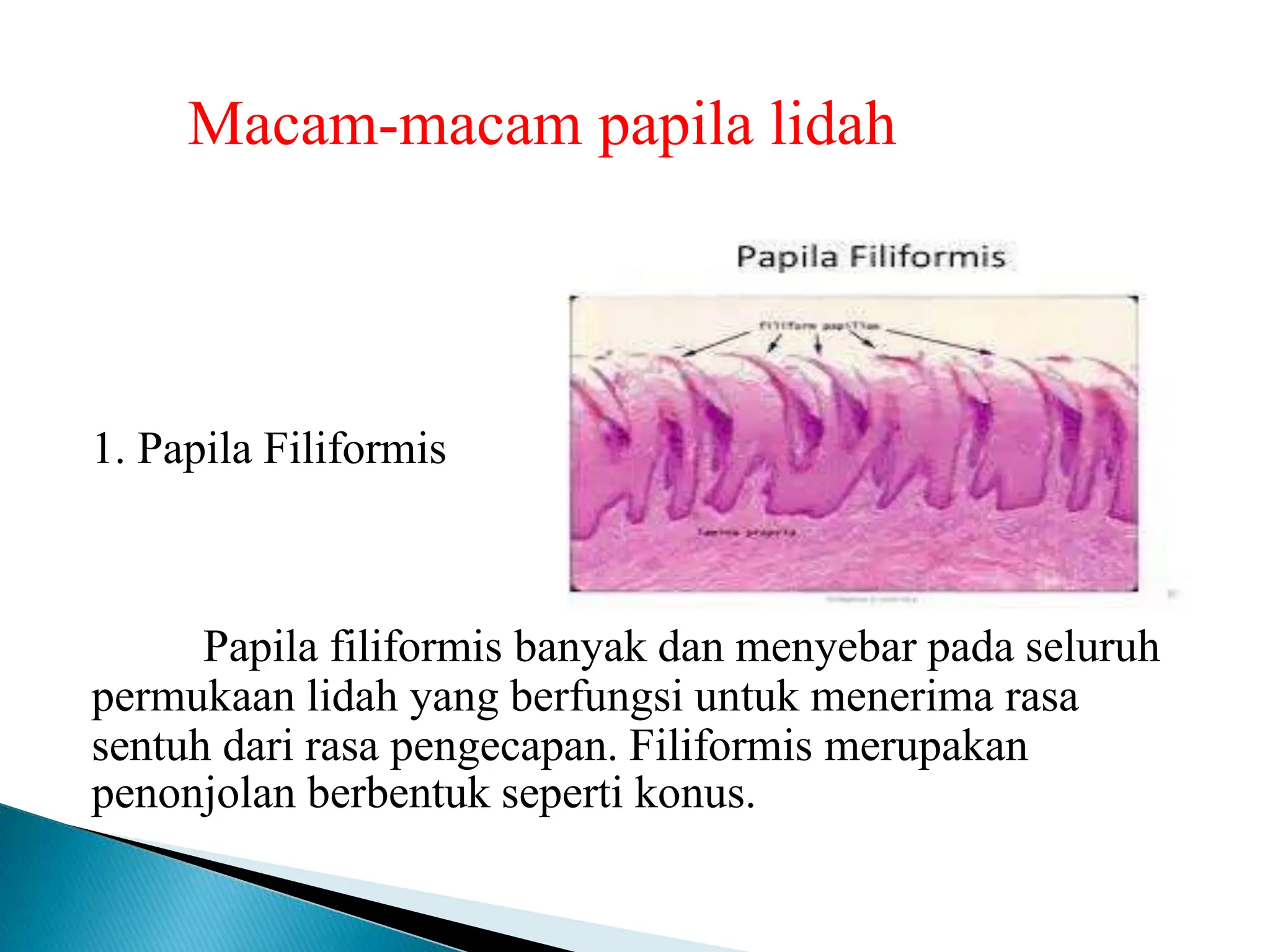 KELOMPOK 4 INDERA PENGECAP SISTEM PENCERNAAN MANUSIA | PPT