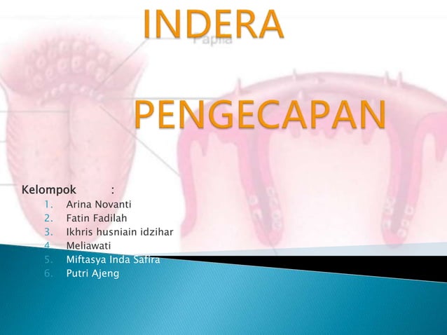 KELOMPOK 4 INDERA PENGECAP SISTEM PENCERNAAN MANUSIA | PPT