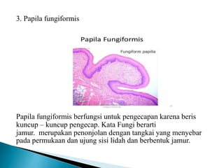 KELOMPOK 4 INDERA PENGECAP SISTEM PENCERNAAN MANUSIA | PPT