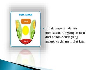 KELOMPOK 4 INDERA PENGECAP SISTEM PENCERNAAN MANUSIA | PPT
