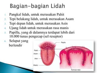 KELOMPOK 4 INDERA PENGECAP SISTEM PENCERNAAN MANUSIA | PPT