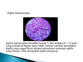 KELOMPOK 4 INDERA PENGECAP SISTEM PENCERNAAN MANUSIA | PPT