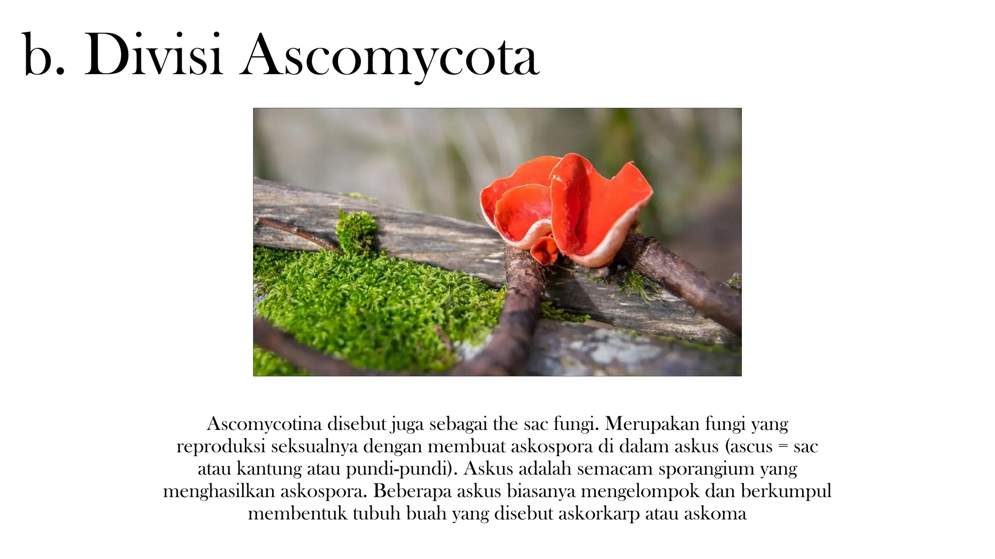 Kindom Fungi Kelas 7 SMP - Kurikulum Merdeka.pptx