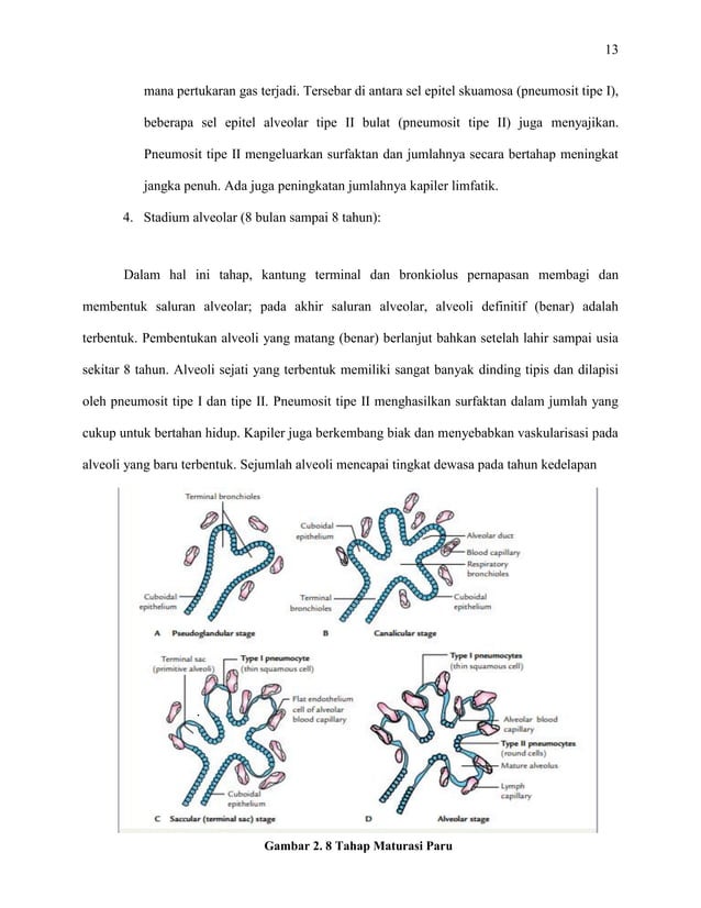 Makalah MK Embriologi Manusia Sistem Pernafasan.pdf
