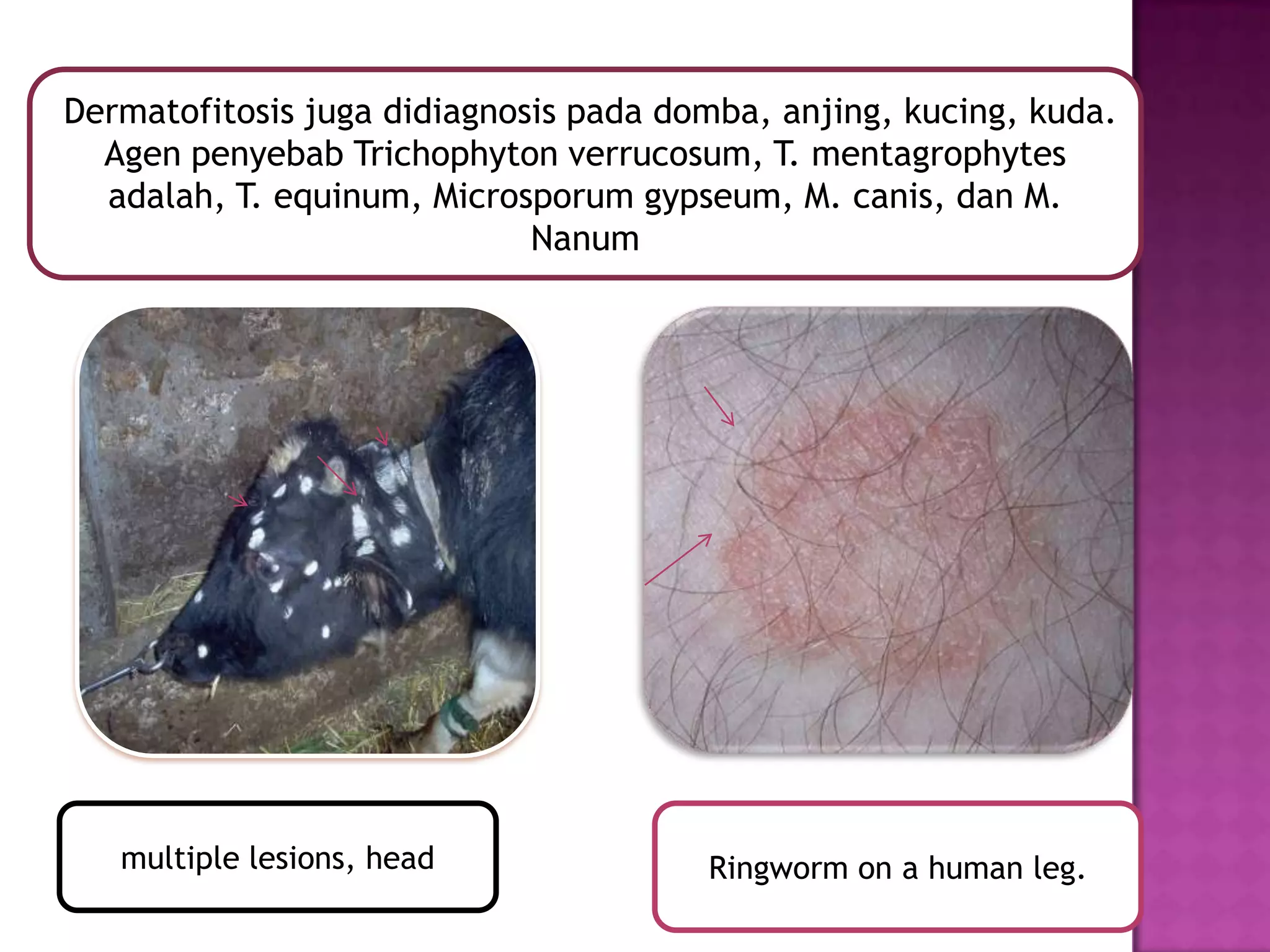 Penyakit Ringworm atau Kurap pada hewan | PPTX