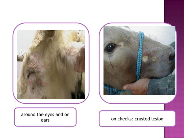 Penyakit Ringworm atau Kurap pada hewan | PPTX