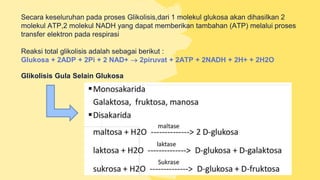 Kelompok 4_Respirasi Pada Tumbuhan.pdf