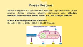 Kelompok 4_Respirasi Pada Tumbuhan.pdf