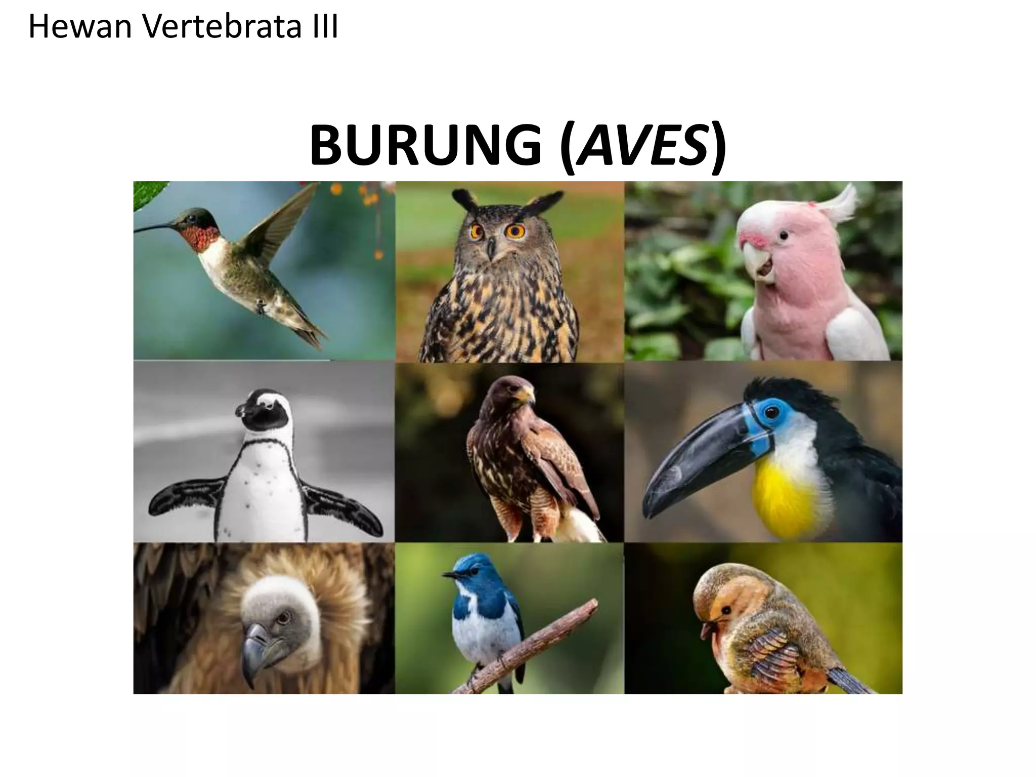 SISTEM PENCERNAAN PADA HEWAN VERTEBRATA.pptx