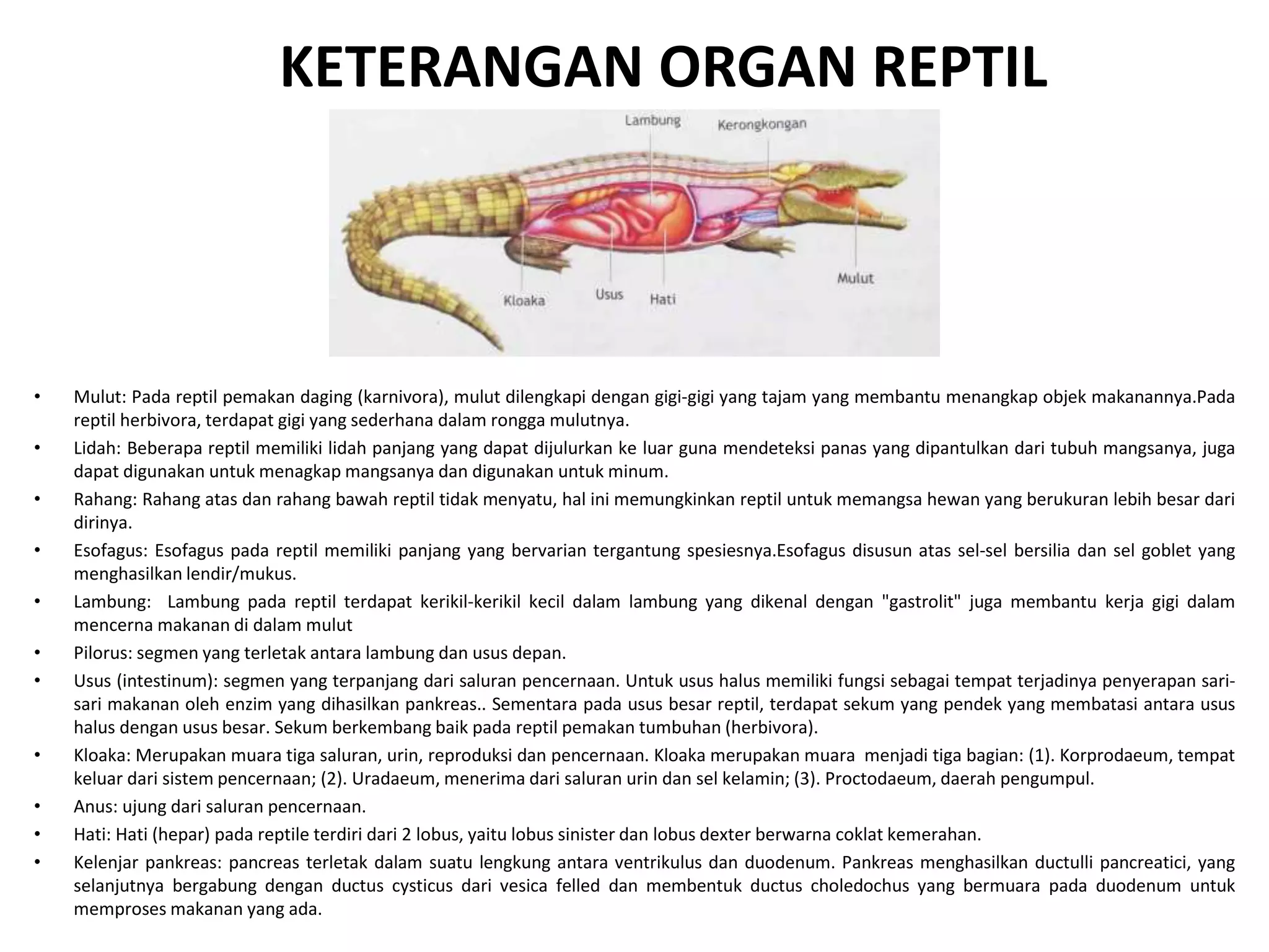 SISTEM PENCERNAAN PADA HEWAN VERTEBRATA.pptx
