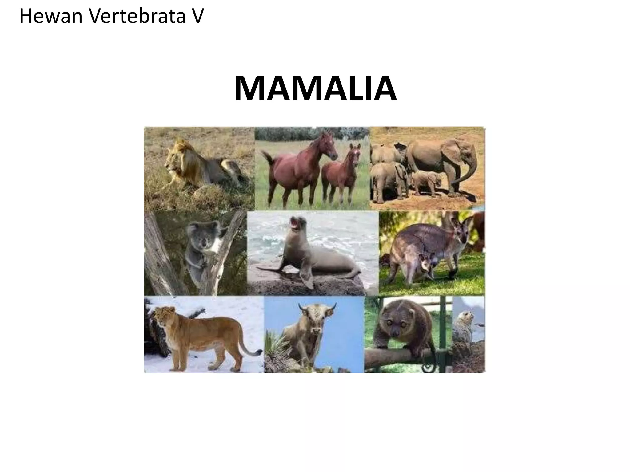 SISTEM PENCERNAAN PADA HEWAN VERTEBRATA.pptx