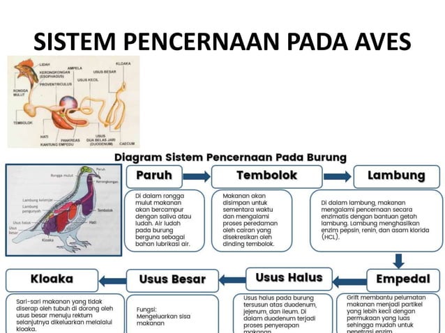 SISTEM PENCERNAAN PADA HEWAN VERTEBRATA.pptx
