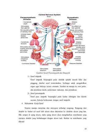Kelompok 4 sistem regulasi pada manusia | DOCX