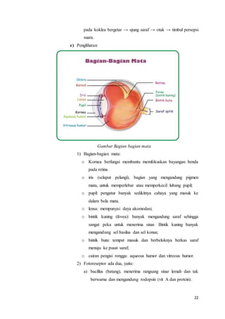 Kelompok 4 sistem regulasi pada manusia | DOCX
