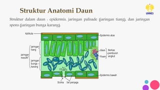 Kelompok 4 struktur daun | PPTX