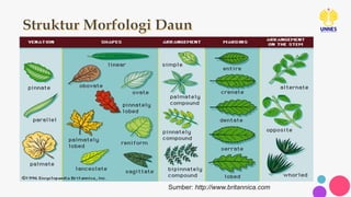 Kelompok 4 struktur daun | PPTX