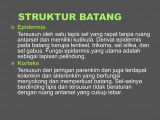 Materi Batang (BIOLOGI) | PPTX