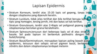 Anatomi fisiologi sistem integumen | PPT