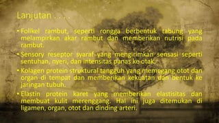 Anatomi fisiologi sistem integumen | PPT