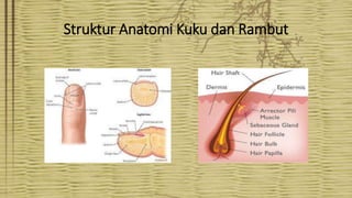 Anatomi fisiologi sistem integumen | PPT