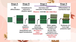 Abscission?Absisi Fisiologi Tumbuhan.pptx