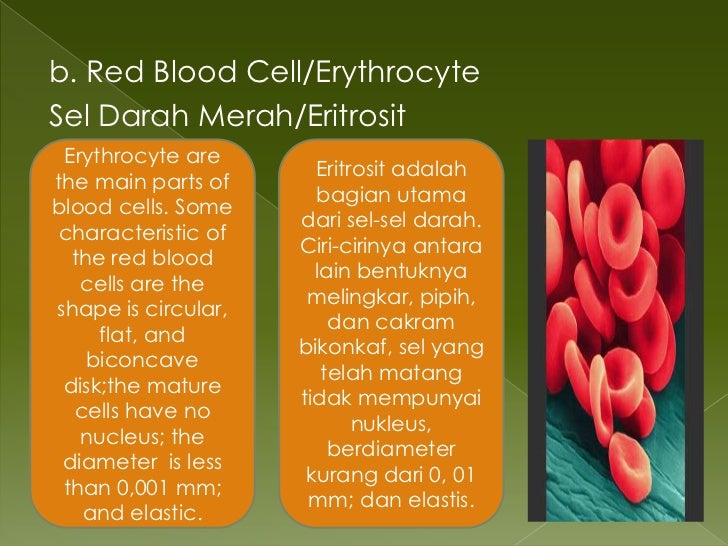Blood Tissue
