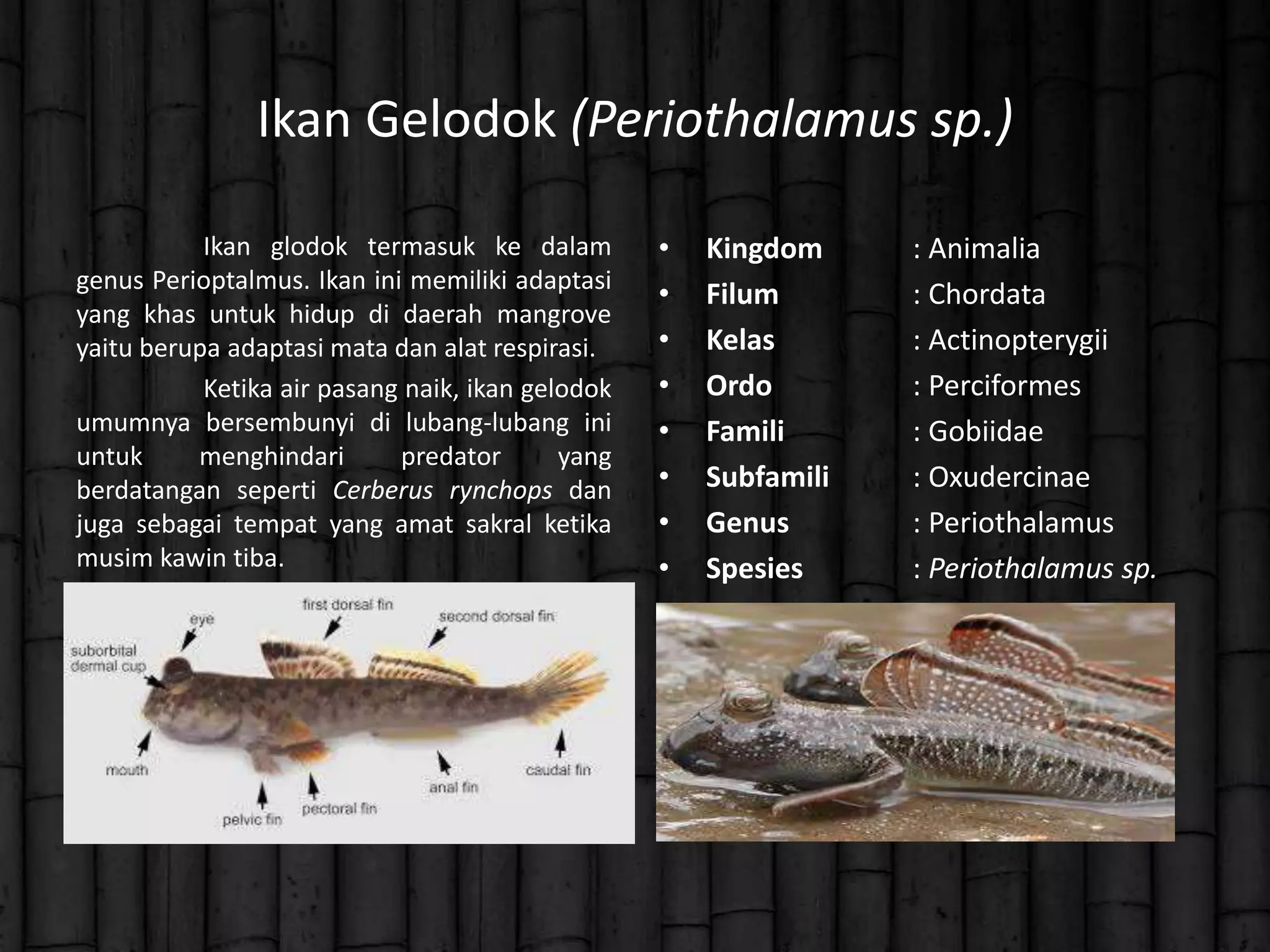Ikan Intertidal | PPTX
