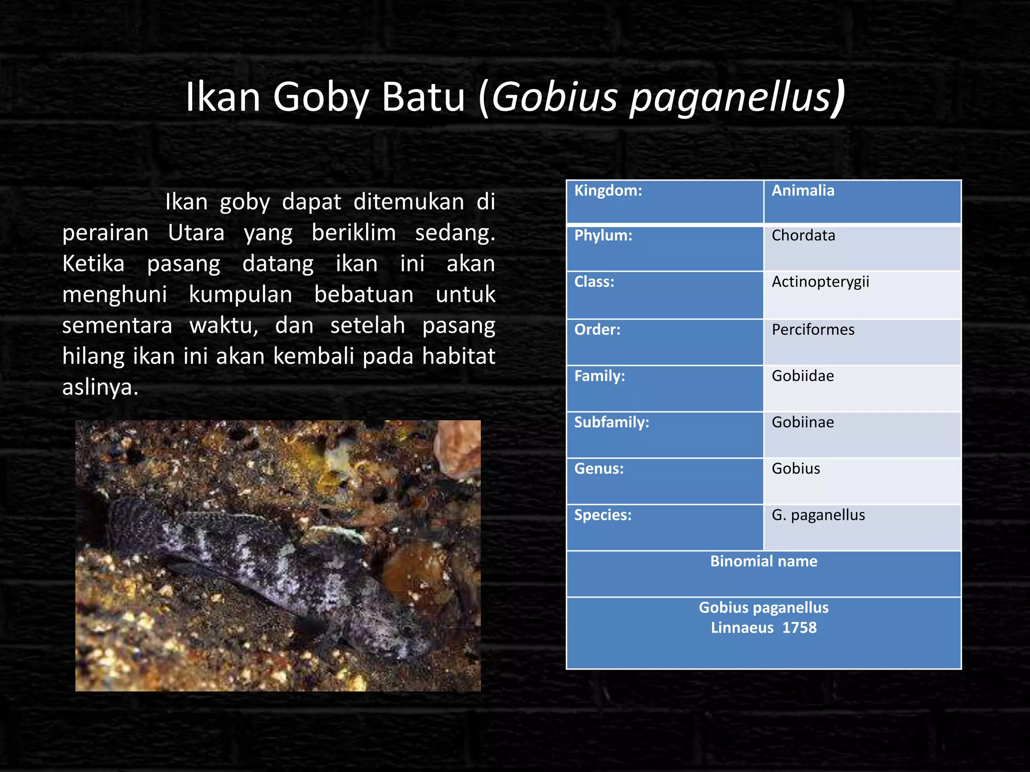 Ikan Intertidal | PPTX