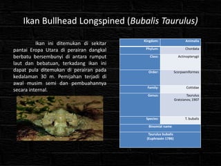 Ikan Intertidal | PPTX