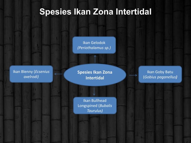 Ikan Intertidal | PPT