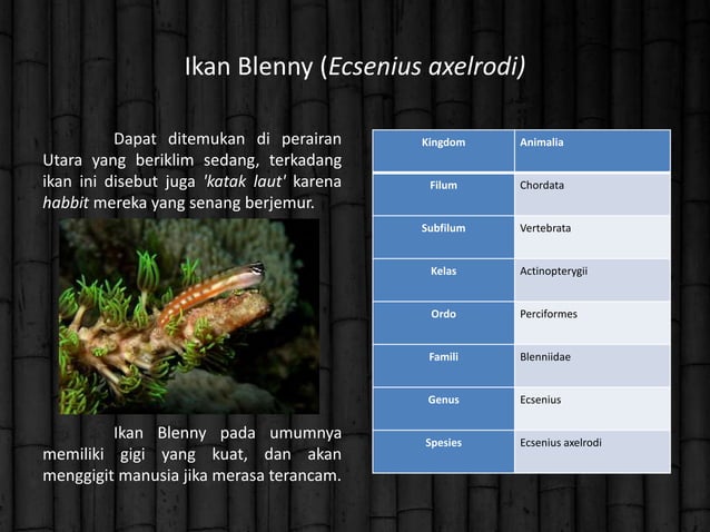 Ikan Intertidal | PPT