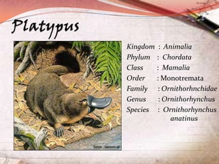 Kelompok 5 mamalia prototheria | PPT