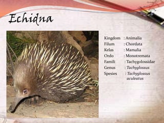 Kelompok 5 mamalia prototheria | PPT