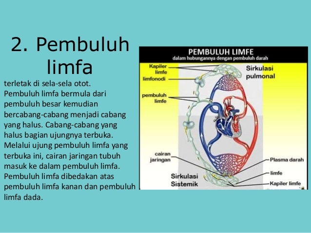Biologi "Sistem Sirkulasi"