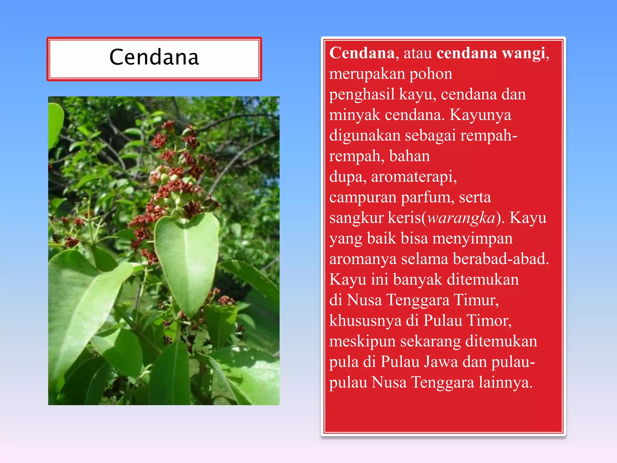 FLORA NUSA TENGGARA | PPTX