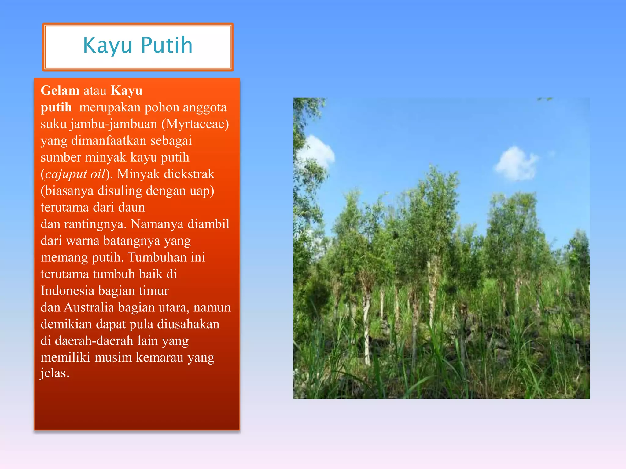 FLORA NUSA TENGGARA | PPTX