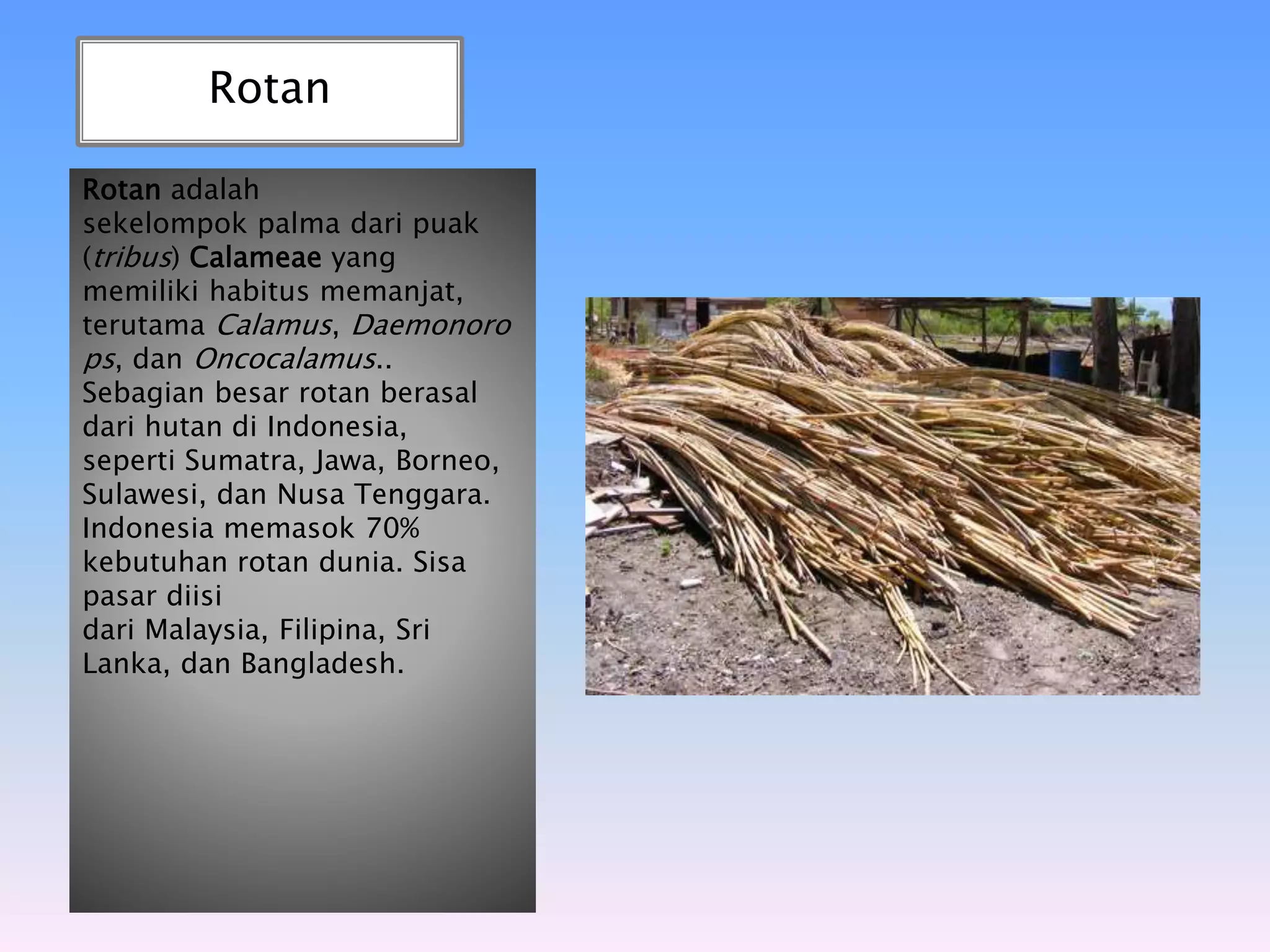 FLORA NUSA TENGGARA | PPTX