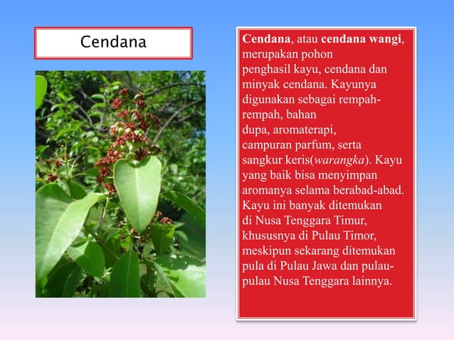 FLORA NUSA TENGGARA | PPTX