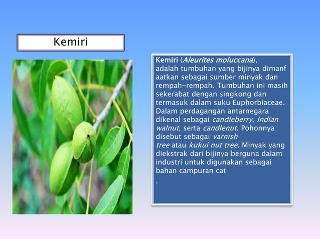 FLORA NUSA TENGGARA | PPTX