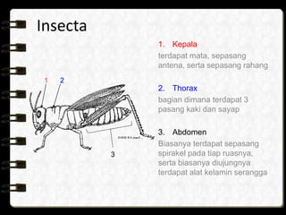 Filum Arthropoda Biologi | PPTX