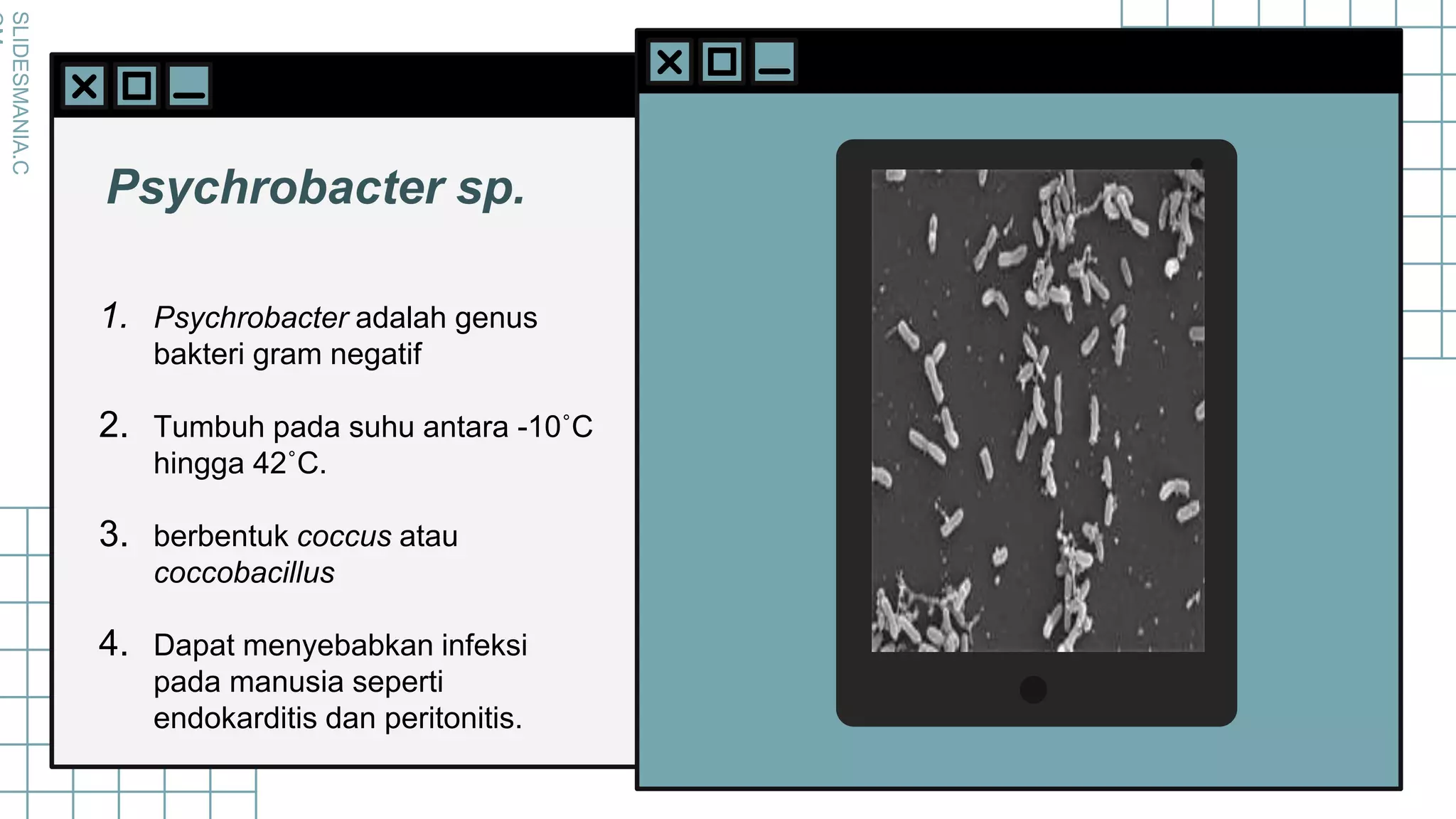 Mikrobiologi_Bakteri Mesofilik Psikrofilik dan Termofilik.pptx